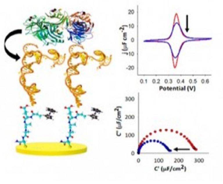 Redox Capacitive Assaying of C-Reactive Protein at a Peptide Supported ... Redox Capacitive Assaying of C-Reactive Protein at a Peptide Supported ...