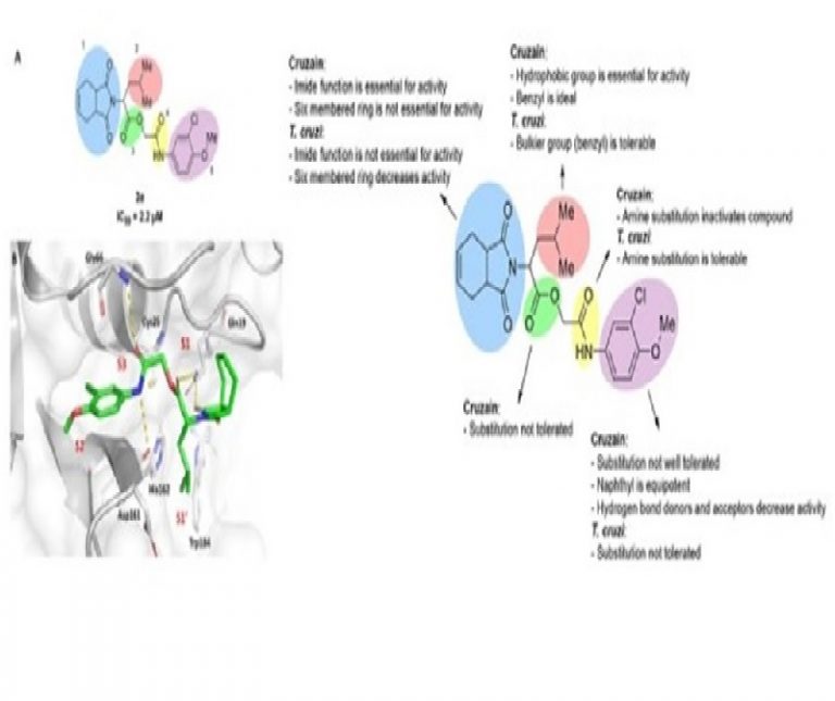 Modeling Studies for the DisStructure-Based and Molecularcovery of ...